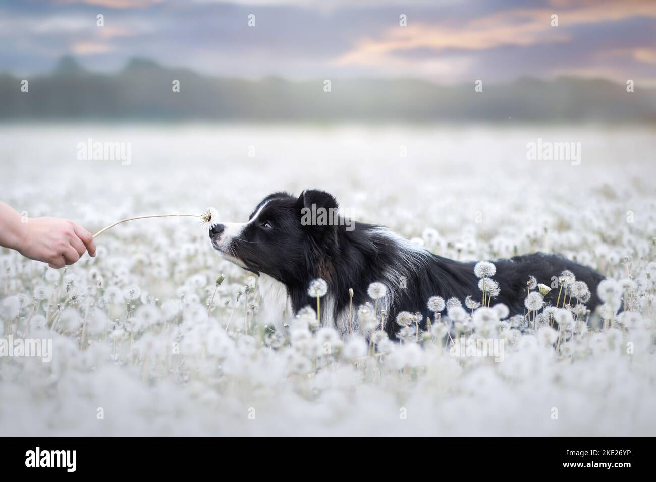 Border collies sniffing hi-res stock photography and images - Alamy
