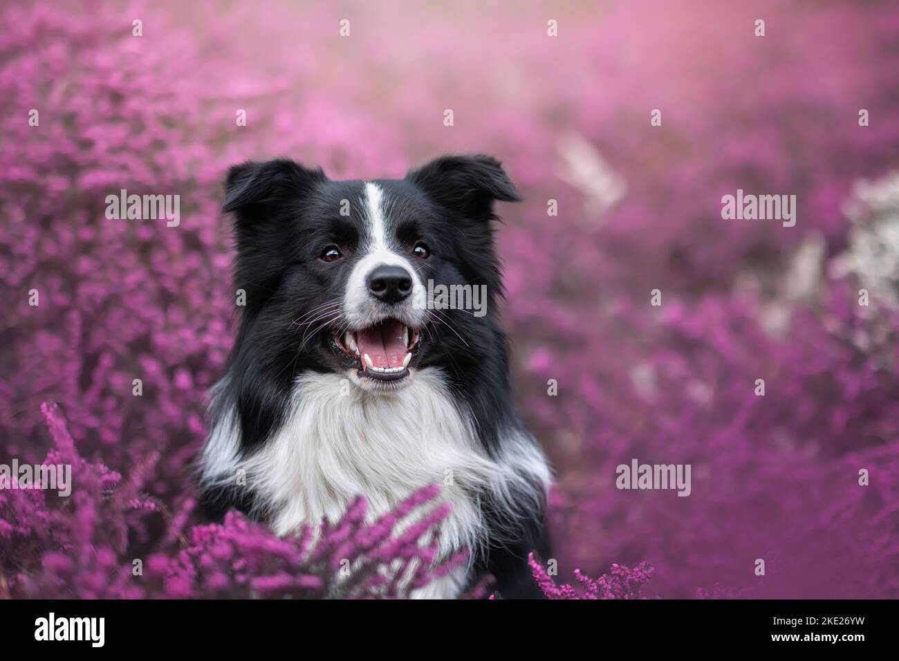 Border collies heather hi-res stock photography and images - Alamy