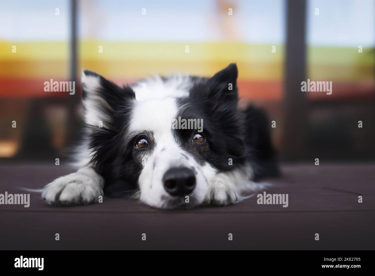 female Border Collie Stock Photo - Alamy