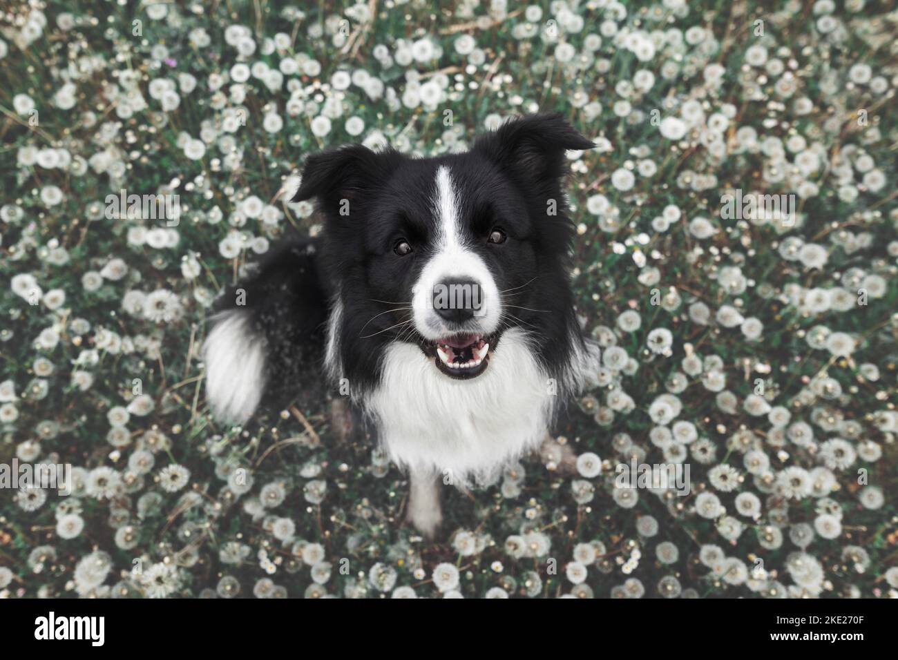 Border collie sits looks hi-res stock photography and images - Alamy