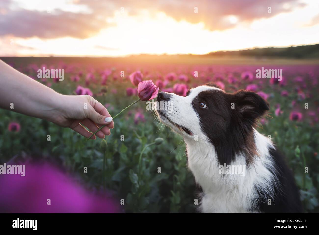 Border collies sniffing hi-res stock photography and images - Alamy
