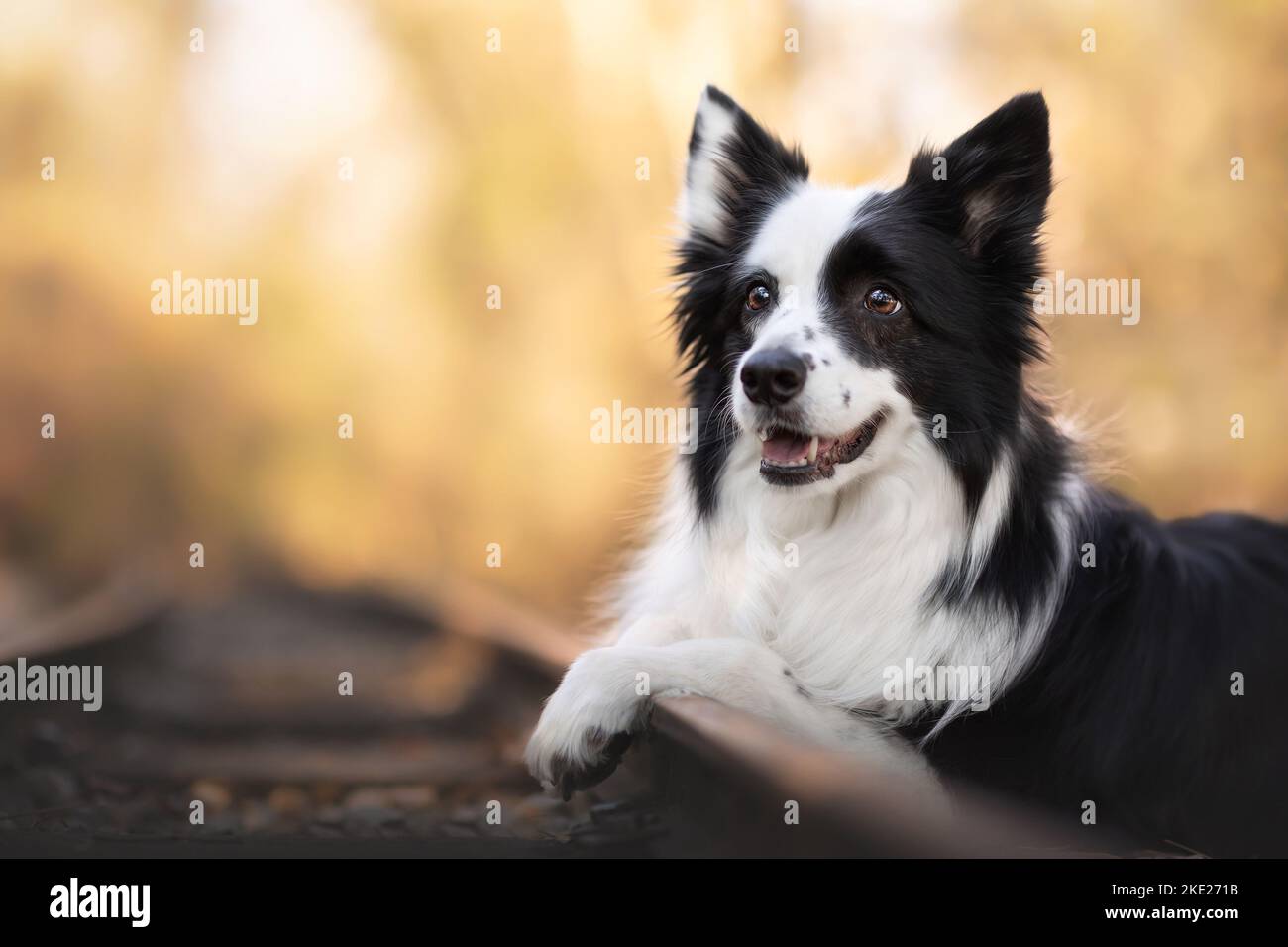 female Border Collie Stock Photo - Alamy