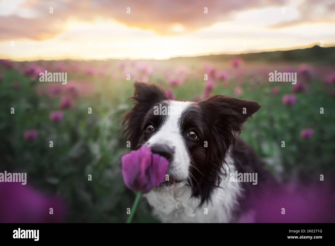 female Border Collie Stock Photo - Alamy