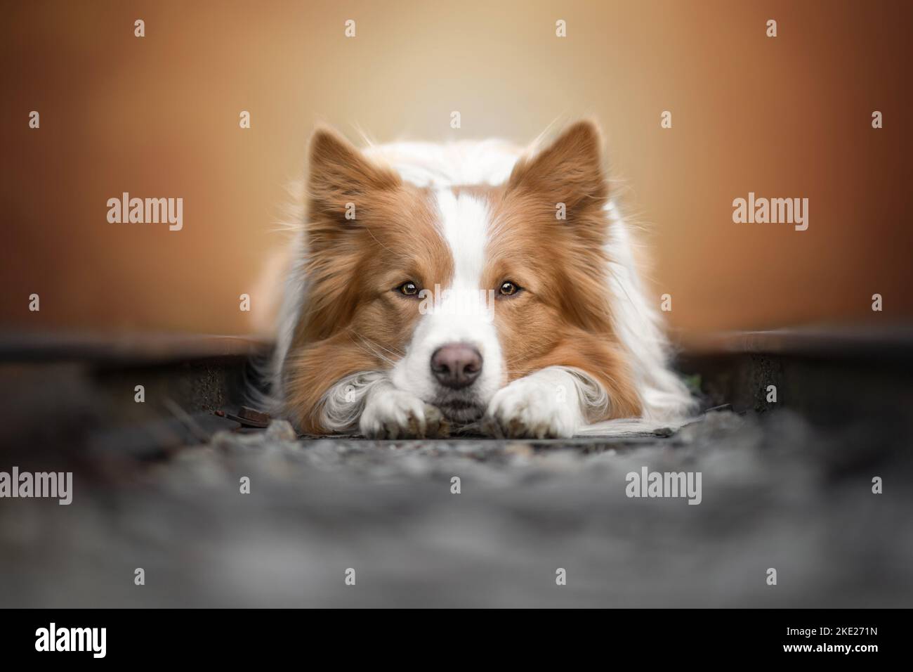 male Border Collie Stock Photo - Alamy