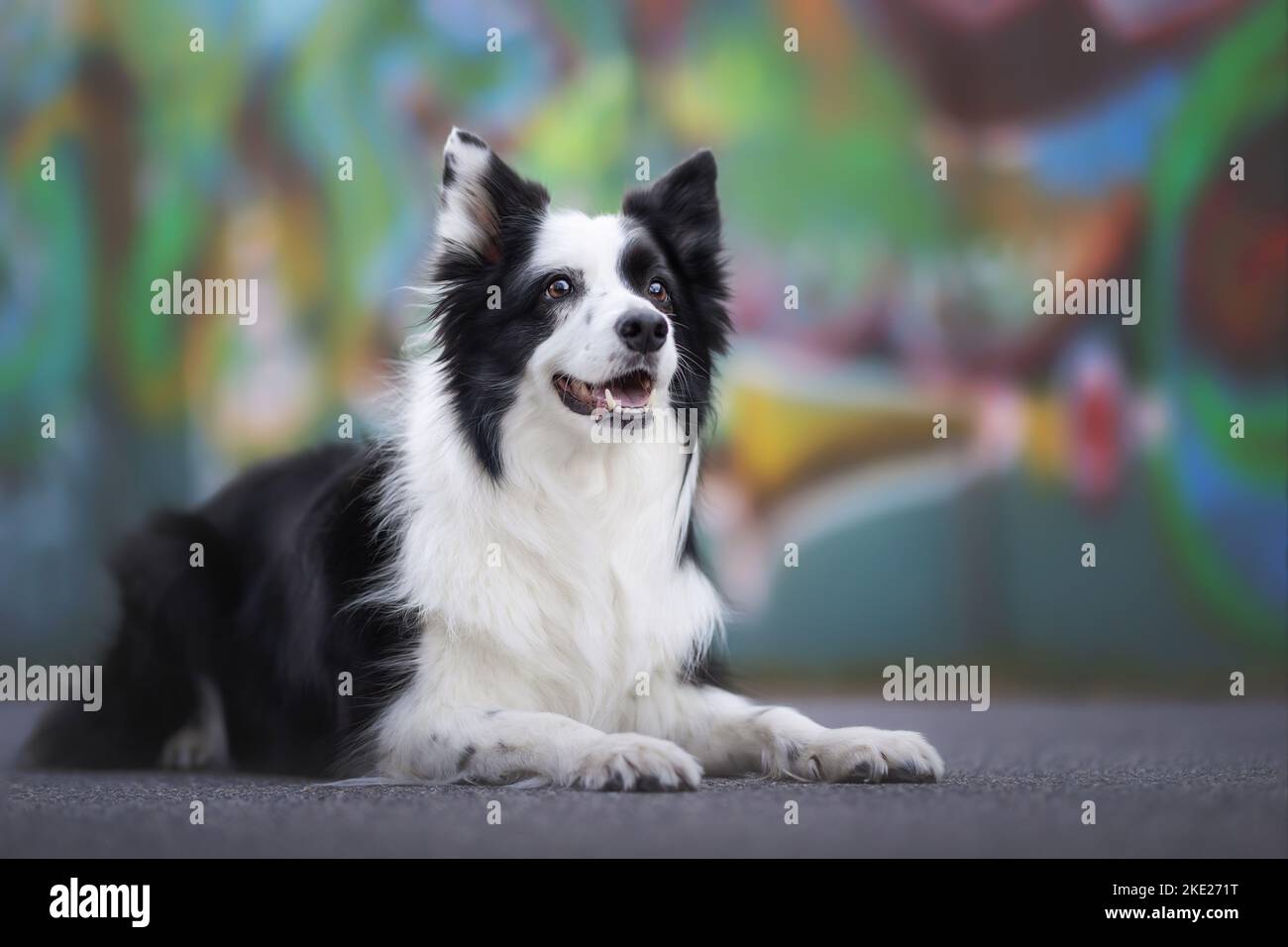 female Border Collie Stock Photo - Alamy