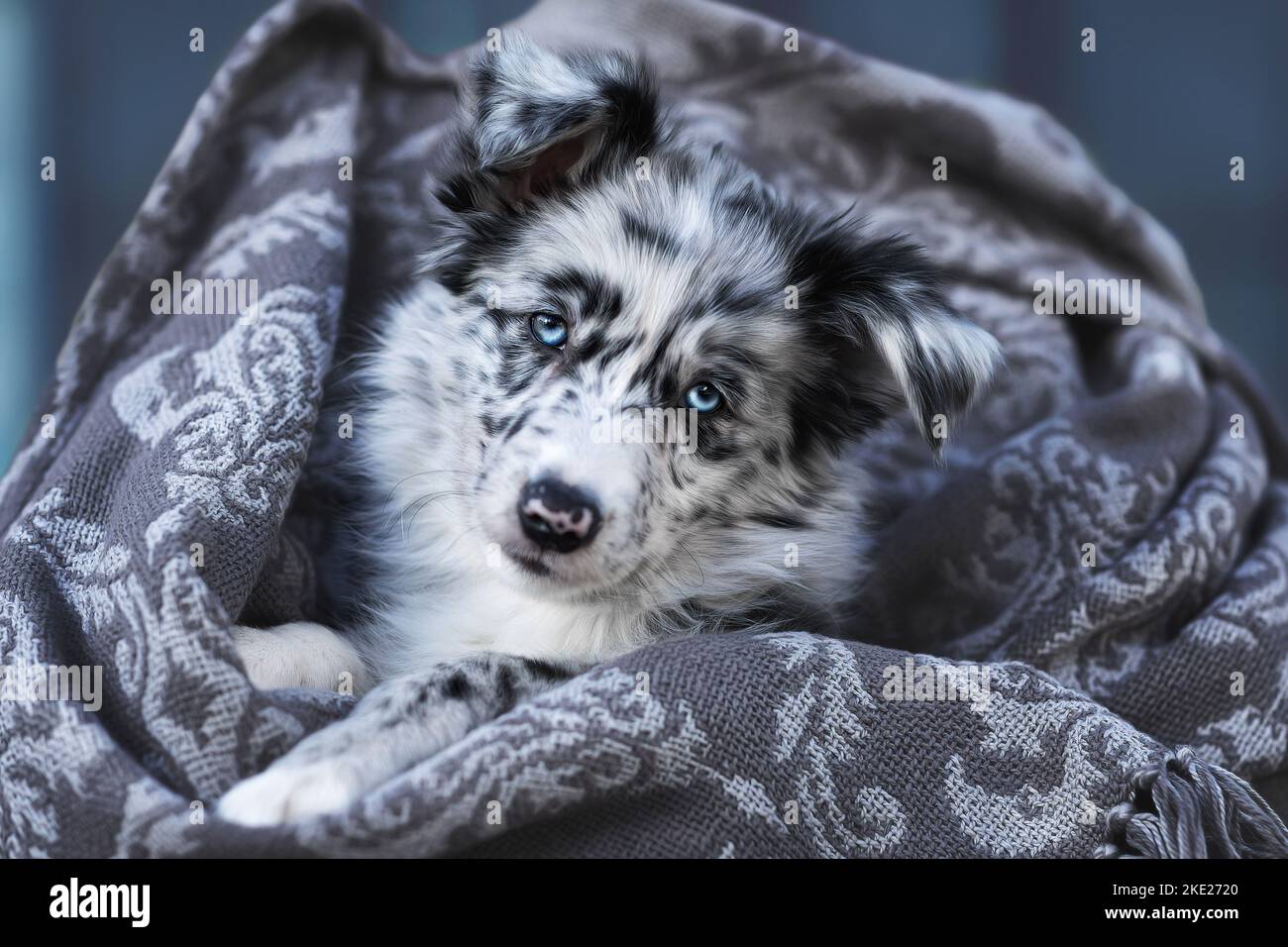Border Collie Puppy Stock Photo - Alamy