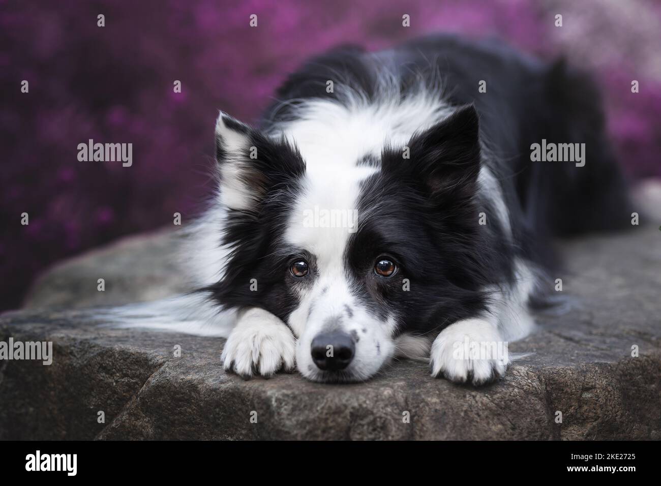 female Border Collie Stock Photo - Alamy