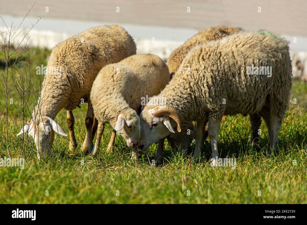 Mother sheep and lamb smelling each other in Turkey Stock Photo - Alamy