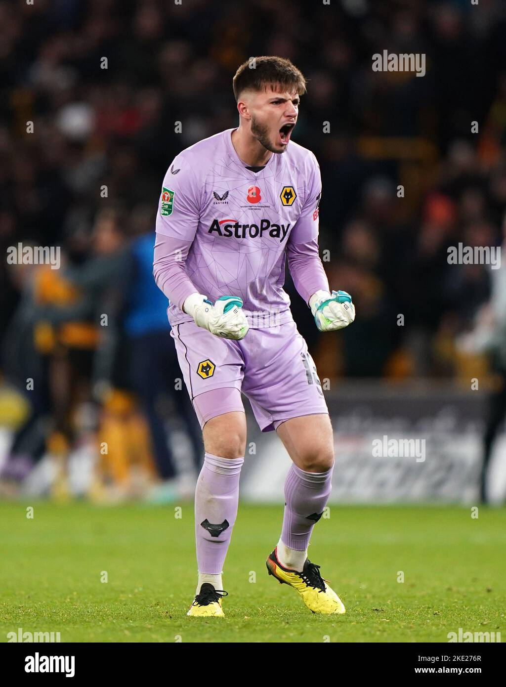 Matija sarkic wolves hi-res stock photography and images - Alamy