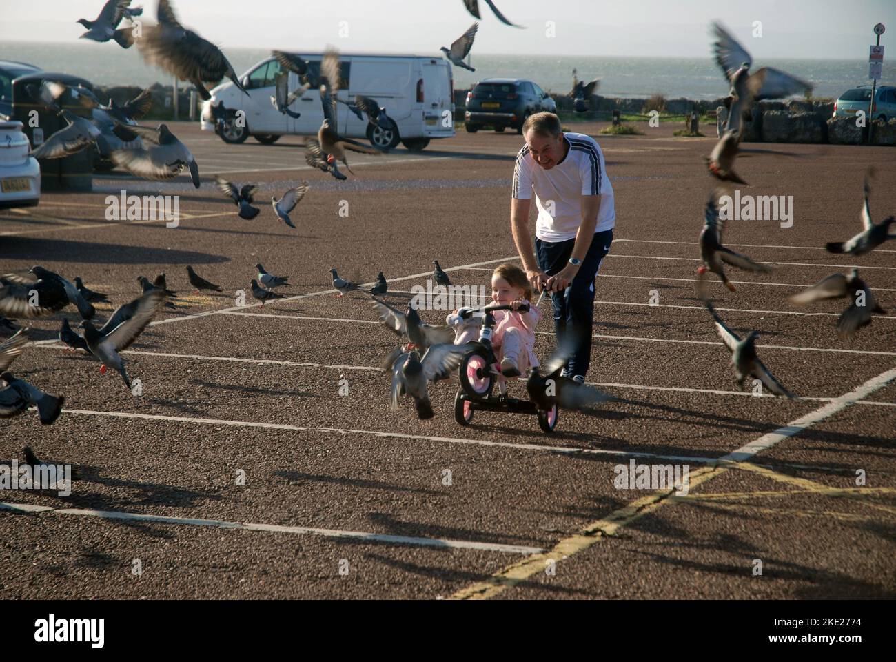 Pigeons swarm flying up on hi-res stock photography and images - Alamy