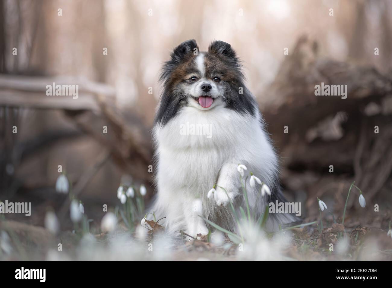 male Miniature Spitz Stock Photo - Alamy