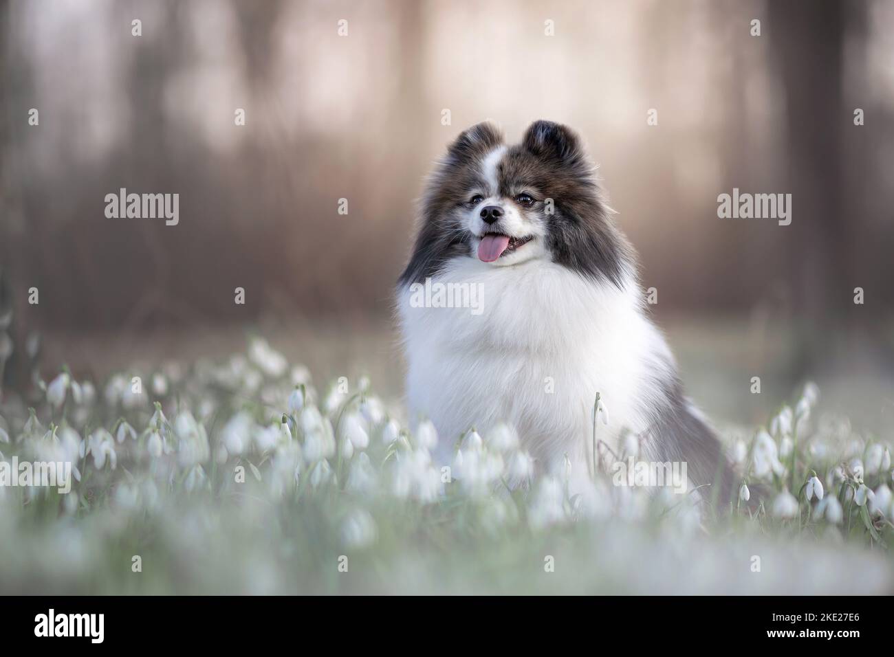male Miniature Spitz Stock Photo - Alamy