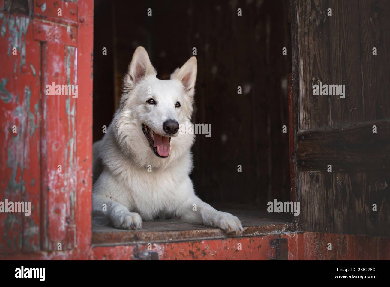 male Berger Blanc Suisse Stock Photo - Alamy
