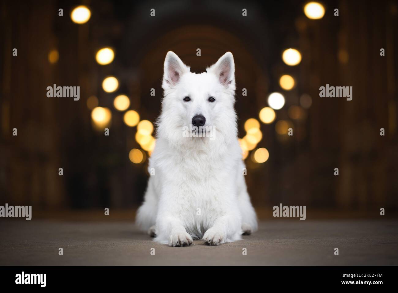 male Berger Blanc Suisse Stock Photo - Alamy