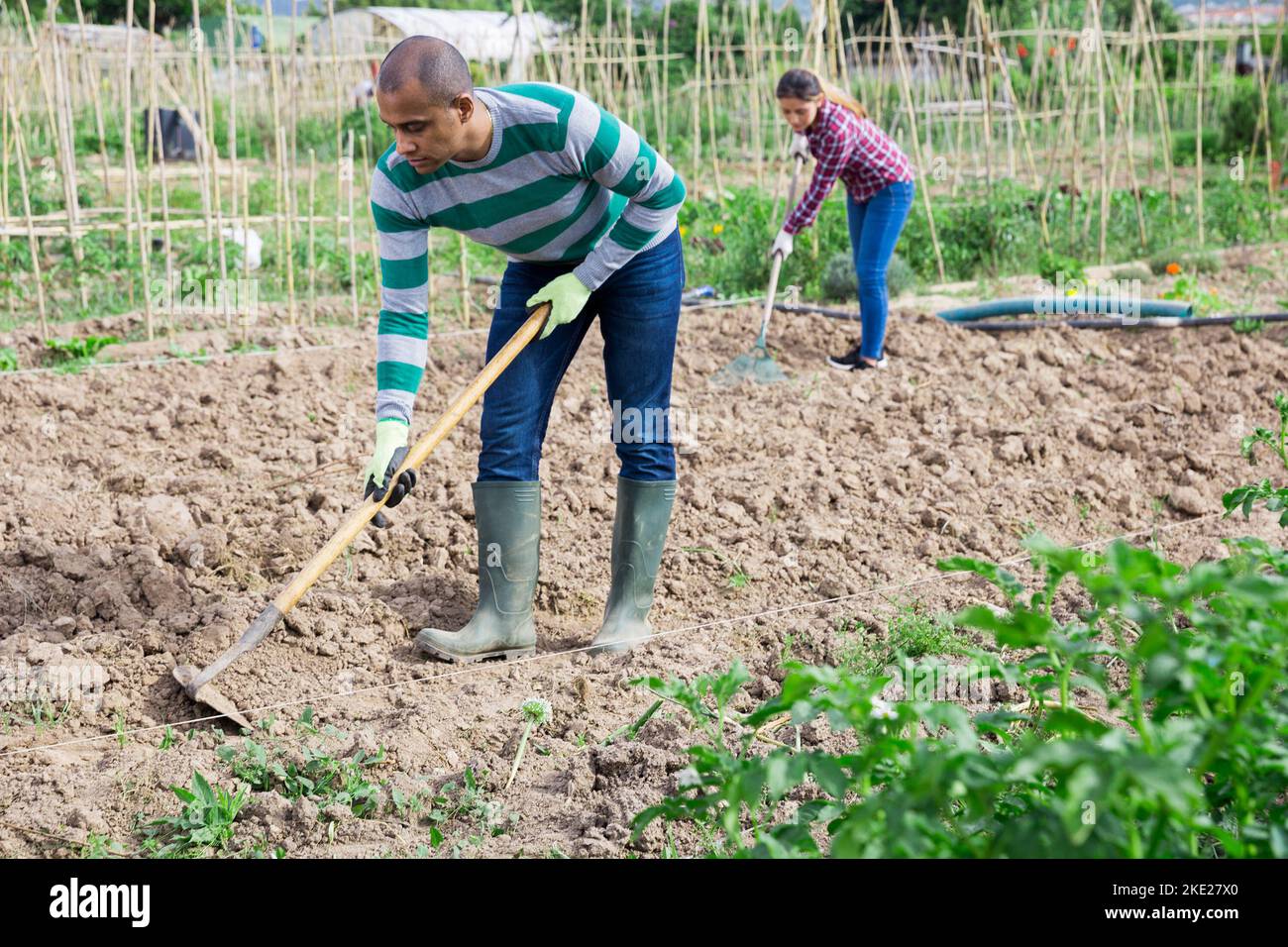Pakistani man gardener working at land with garden mattock Stock Photo ...