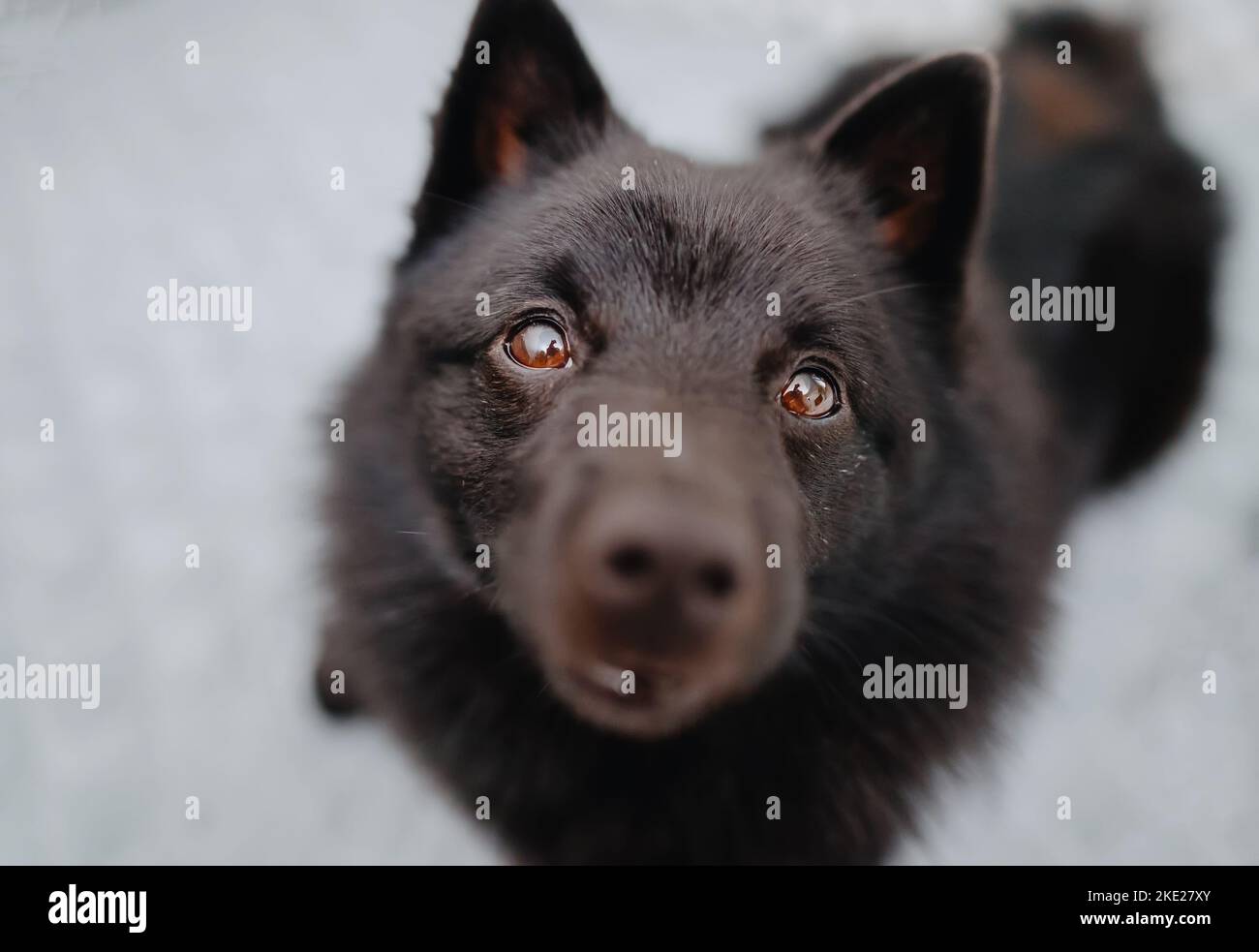 Portrait of cute Schipperke dog indoor Stock Photo - Alamy