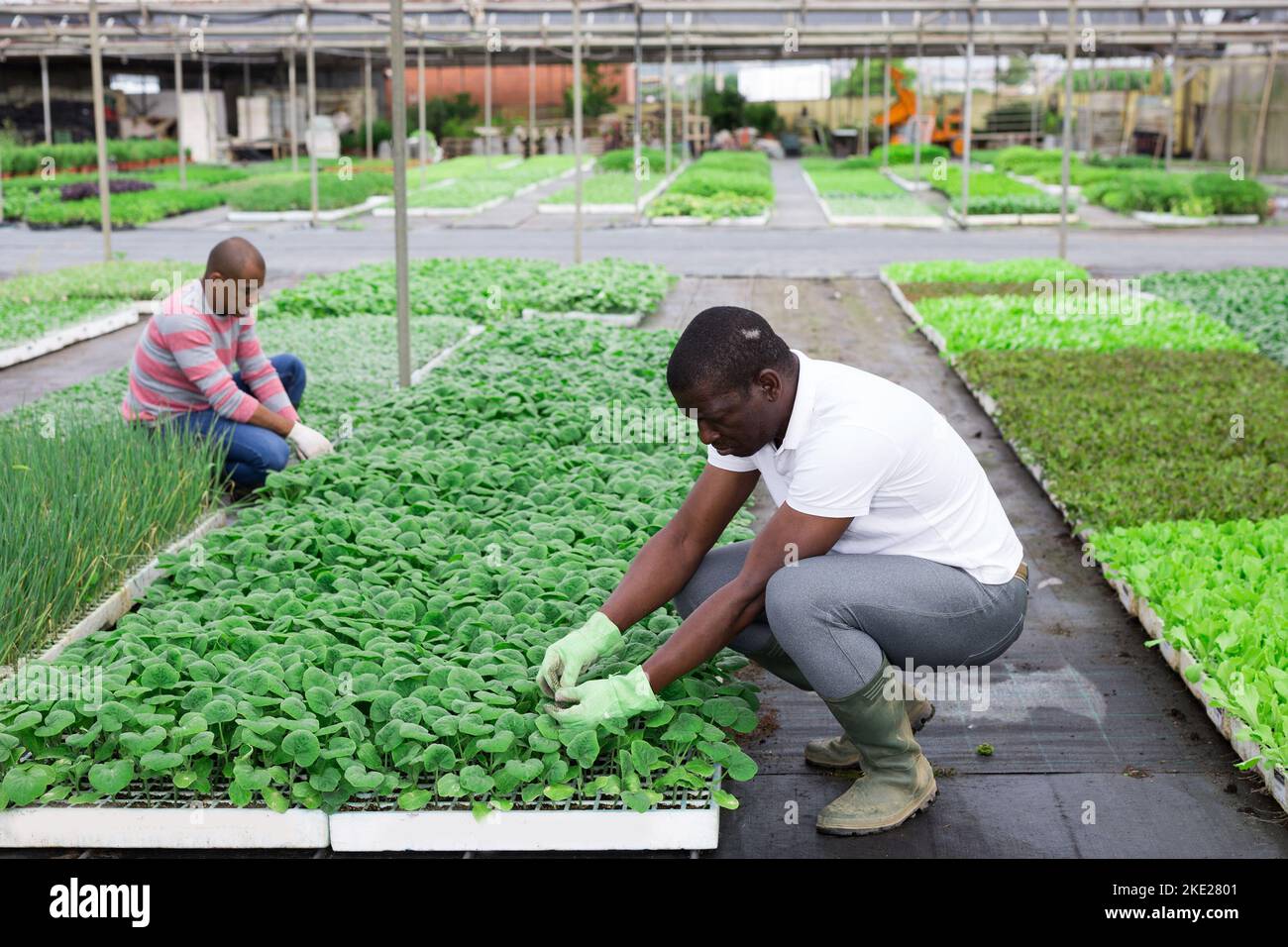 Multinational team of gardeners working with plants Stock Photo - Alamy