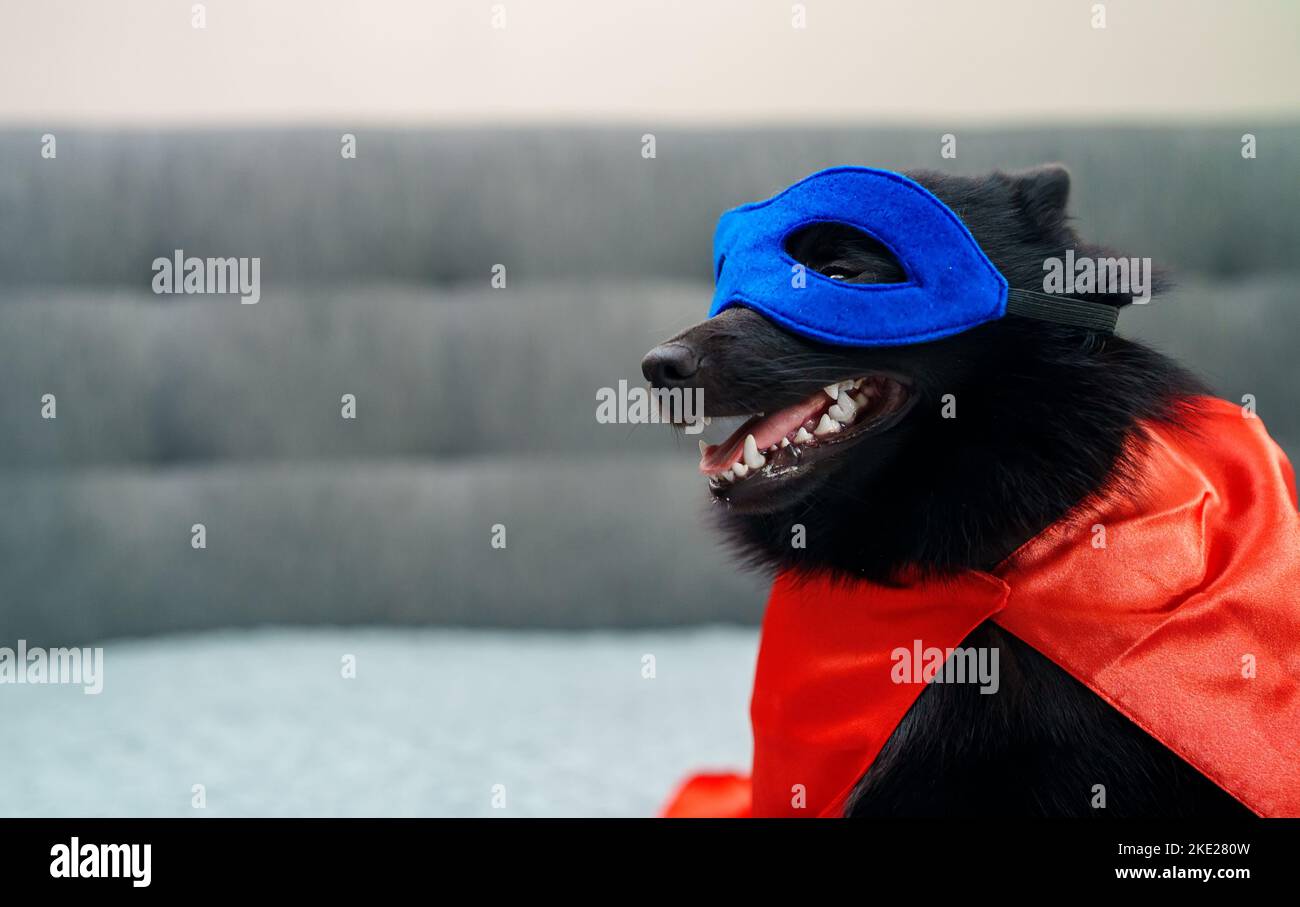 Belgian heroes hi-res stock photography and images - Alamy