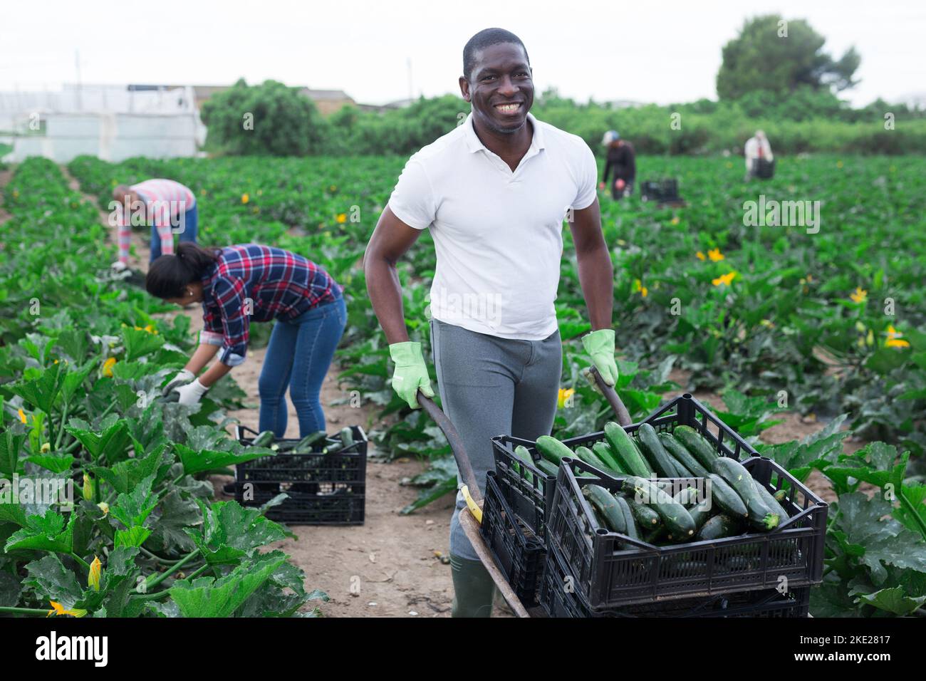 African american worker transports zucchini in garden wheelbarrow Stock ...