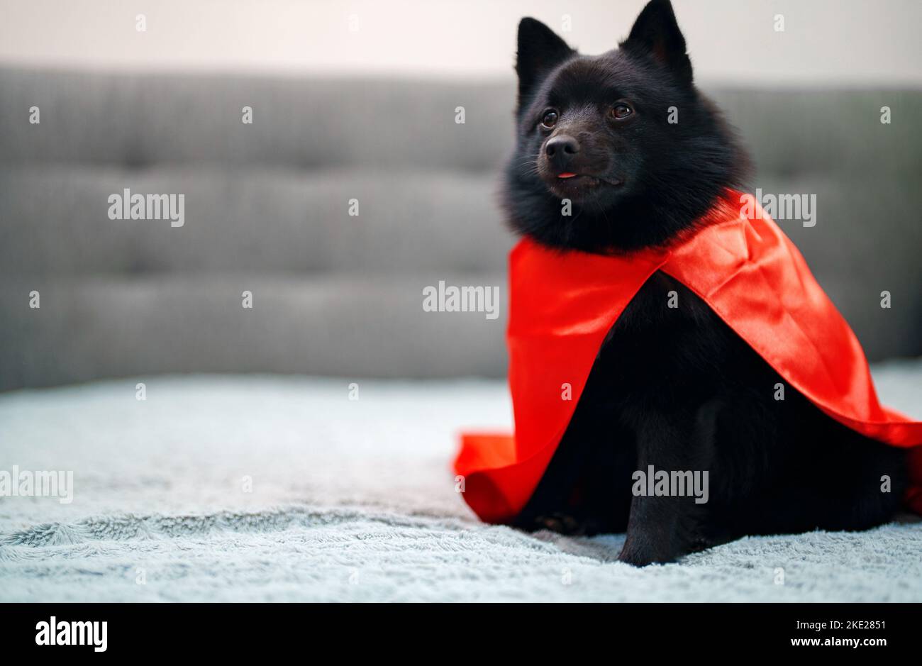 Hero dog hi-res stock photography and images - Alamy