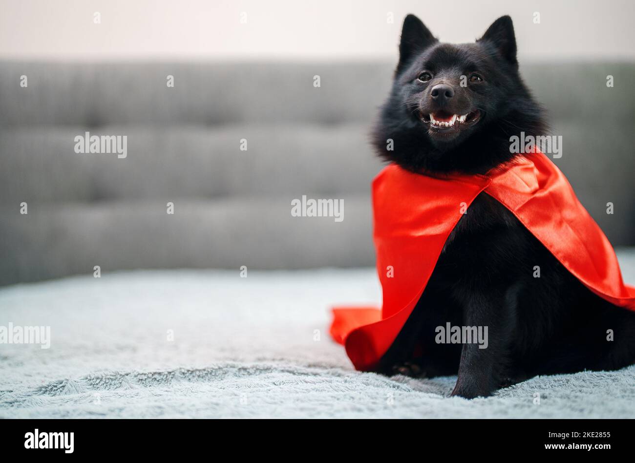 Portrait of Schipperke super hero dog Stock Photo - Alamy