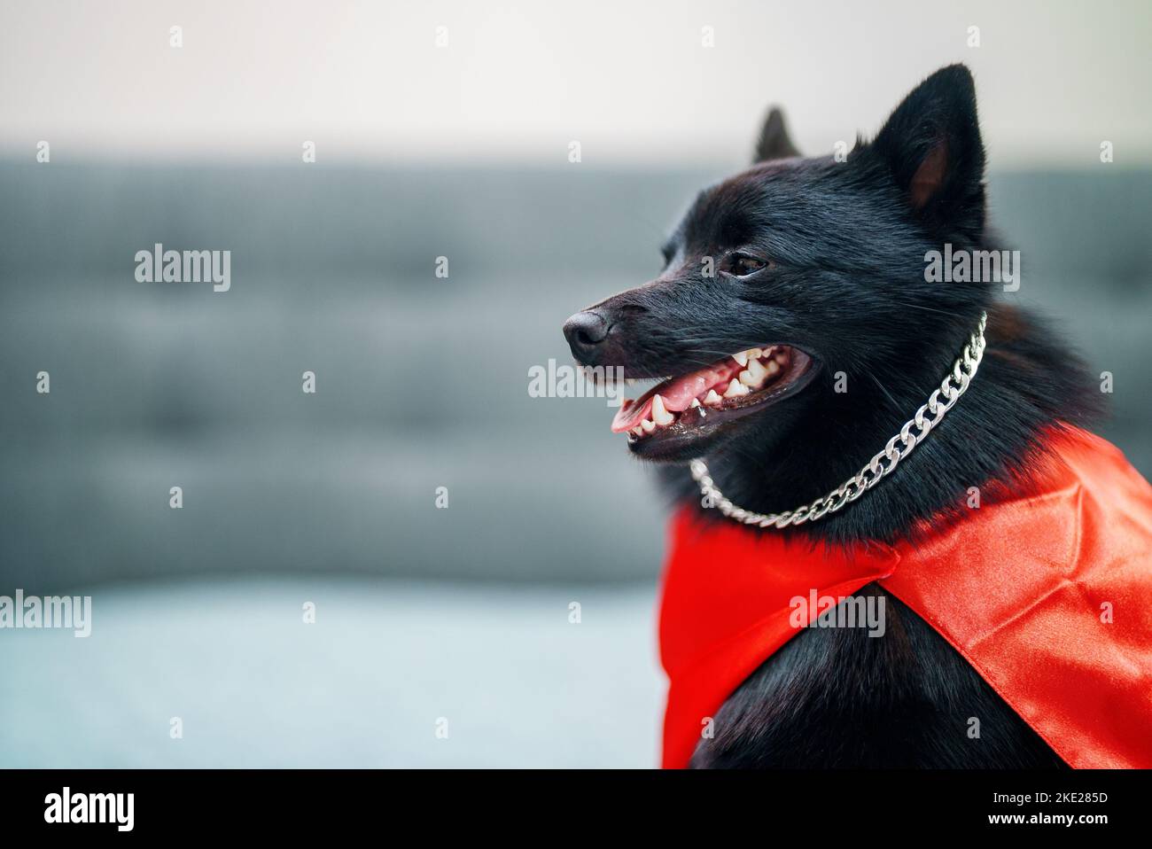 Schipperke super hero dog wearing chain Stock Photo - Alamy