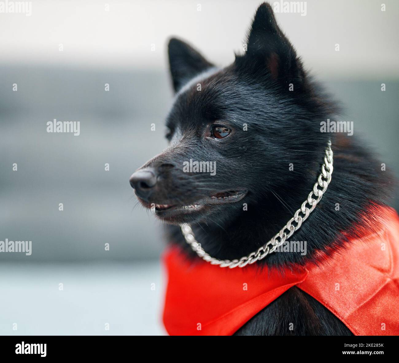 Schipperke super hero dog wearing chain Stock Photo - Alamy