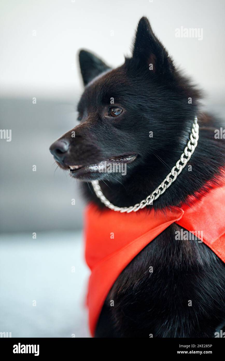 Schipperke super hero dog wearing chain Stock Photo - Alamy