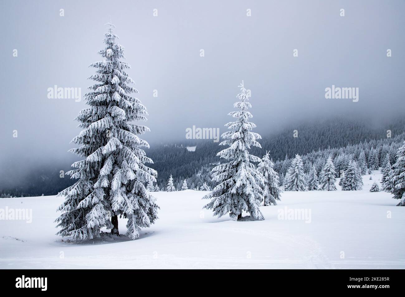 magical frozen winter landscape with snow covered fir trees Stock Photo ...