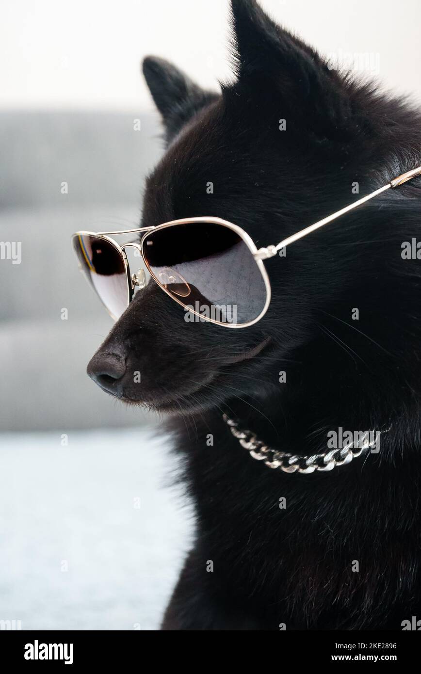 Schipperke dog in glasses. Thug life concept Stock Photo - Alamy
