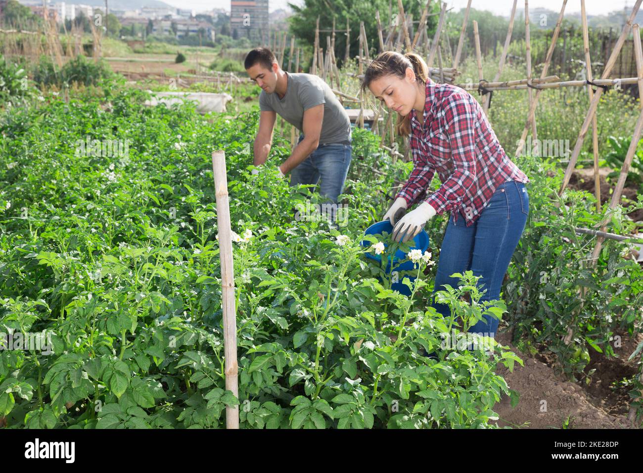 Workers controls the growth of potatoes and removes harmful insects ...