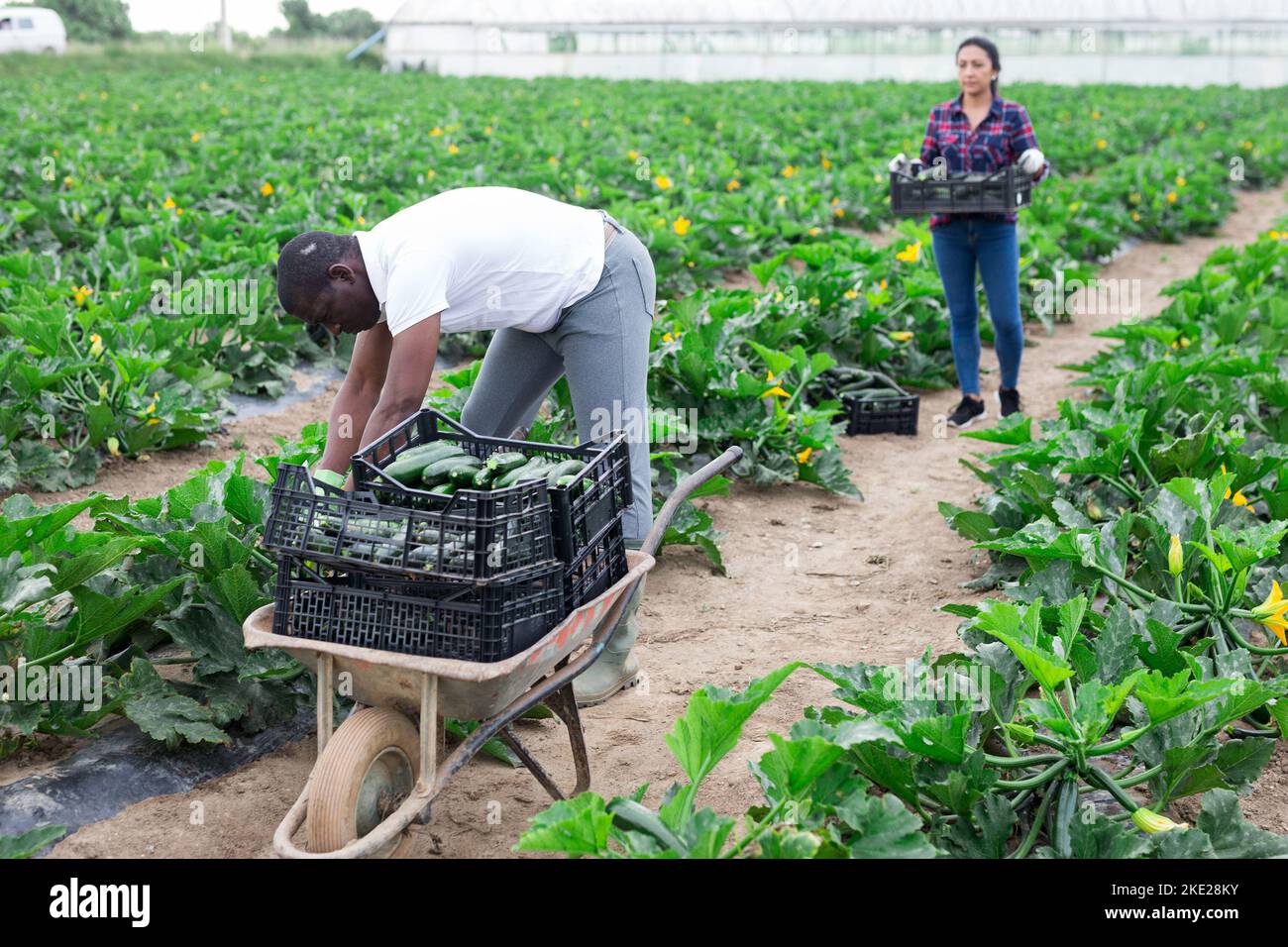 African american picking green courgettes on plantation Stock Photo - Alamy