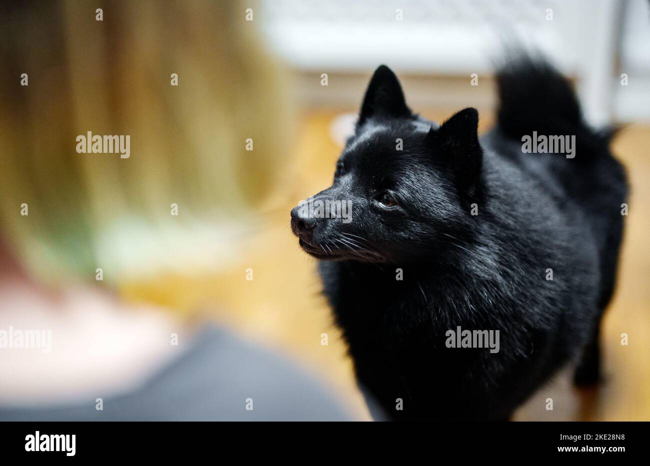 Girl training her dog. Teaches the commands Stock Photo - Alamy