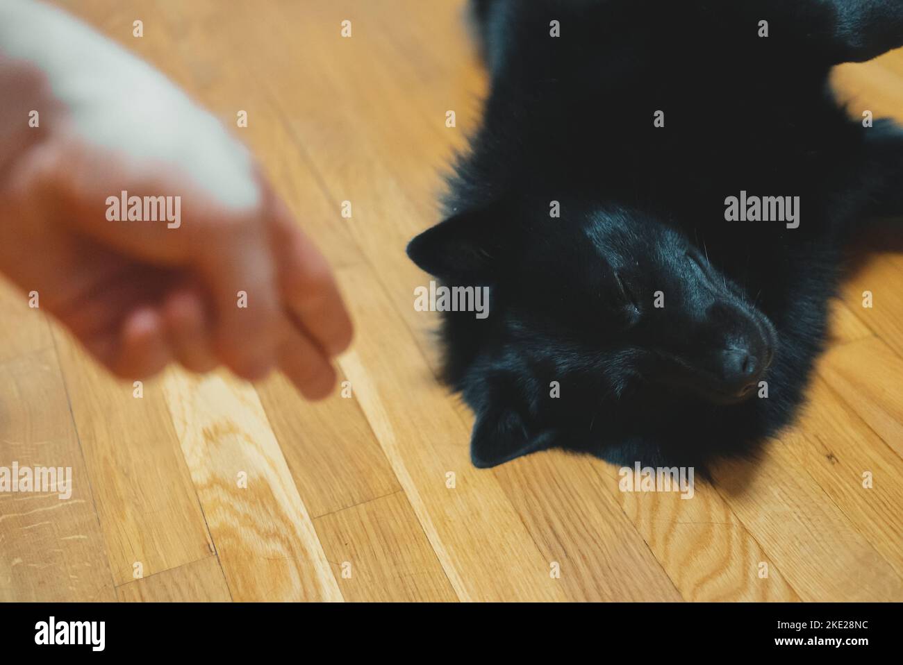 Dog training commands hi-res stock photography and images - Alamy