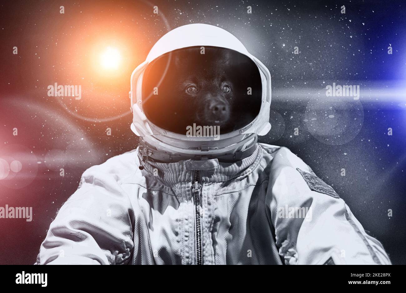 Dog in an astronauts spacesuit in outer space Stock Photo - Alamy
