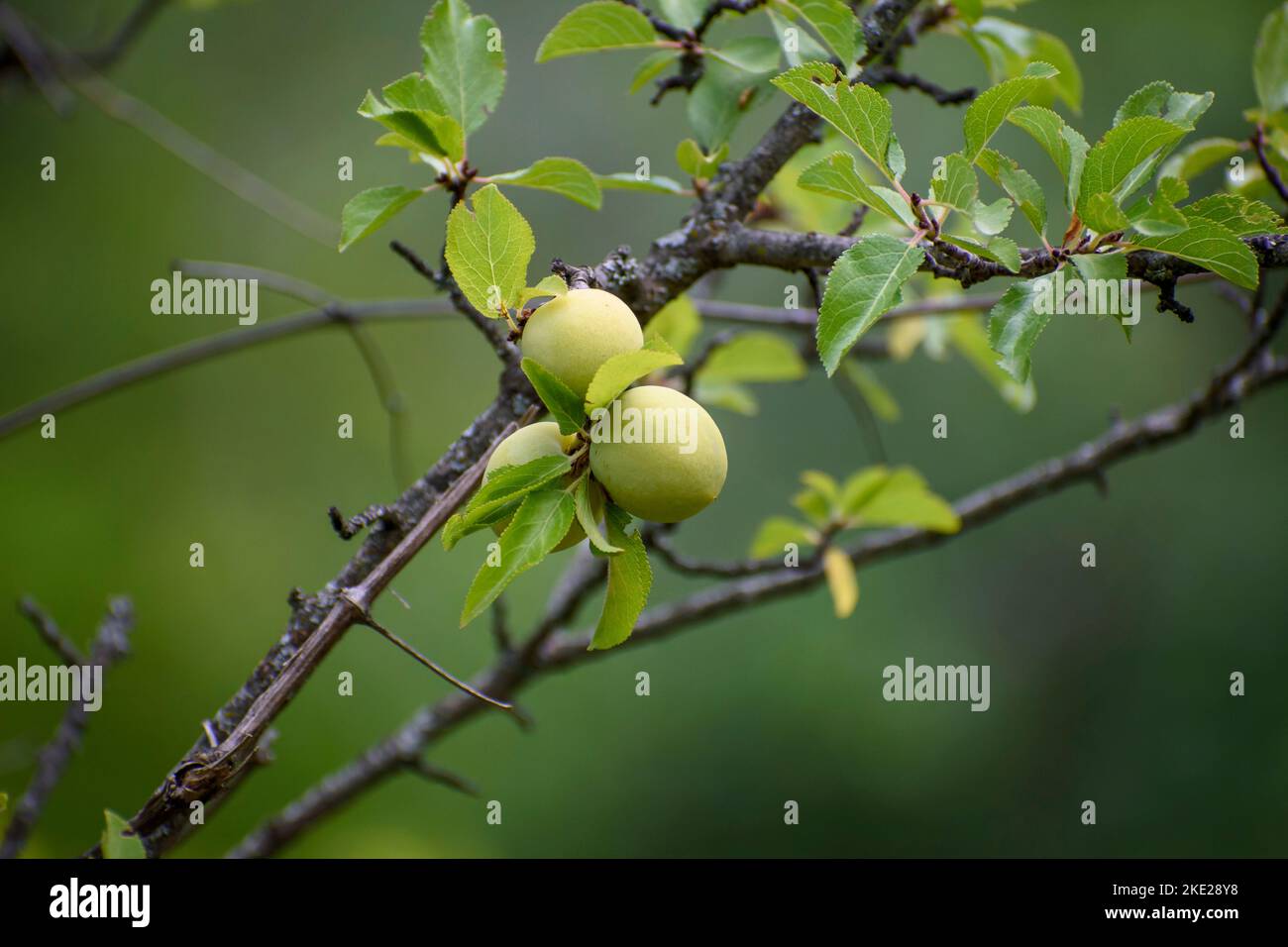 Plum forest hi-res stock photography and images - Alamy