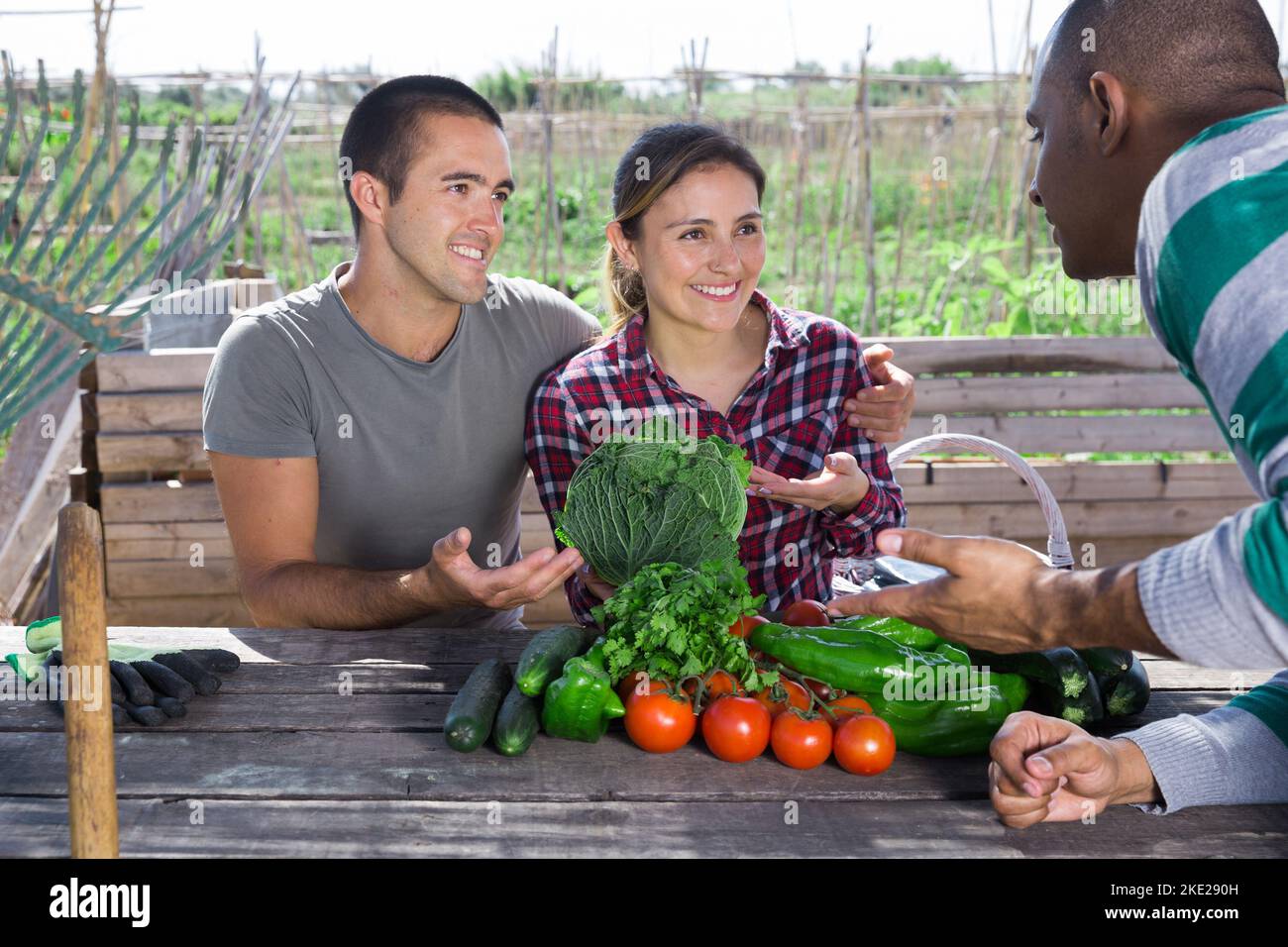 Professional gardeners talking after harvesting of vegetables Stock ...