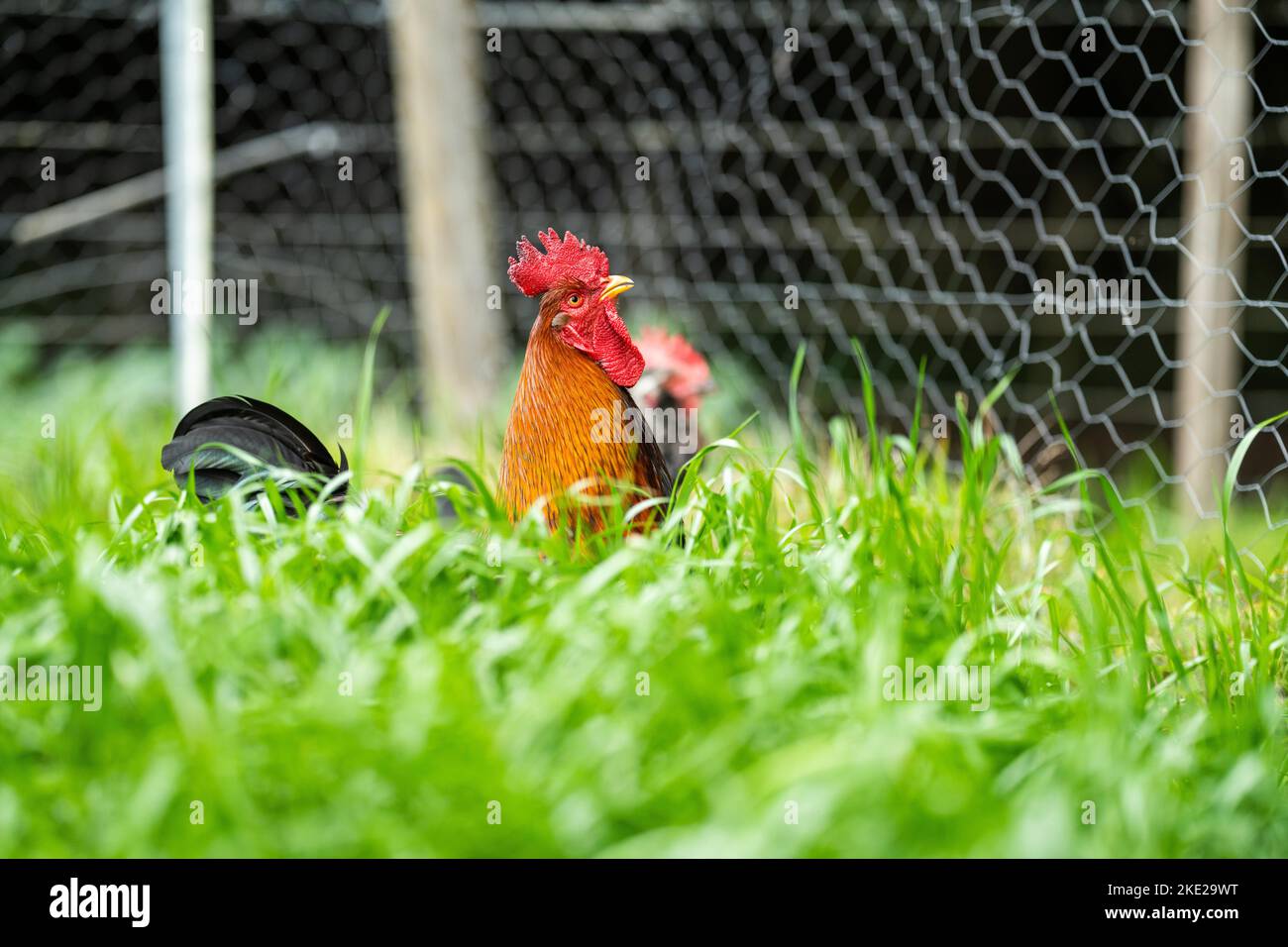 Layers chicken farming hi-res stock photography and images - Alamy
