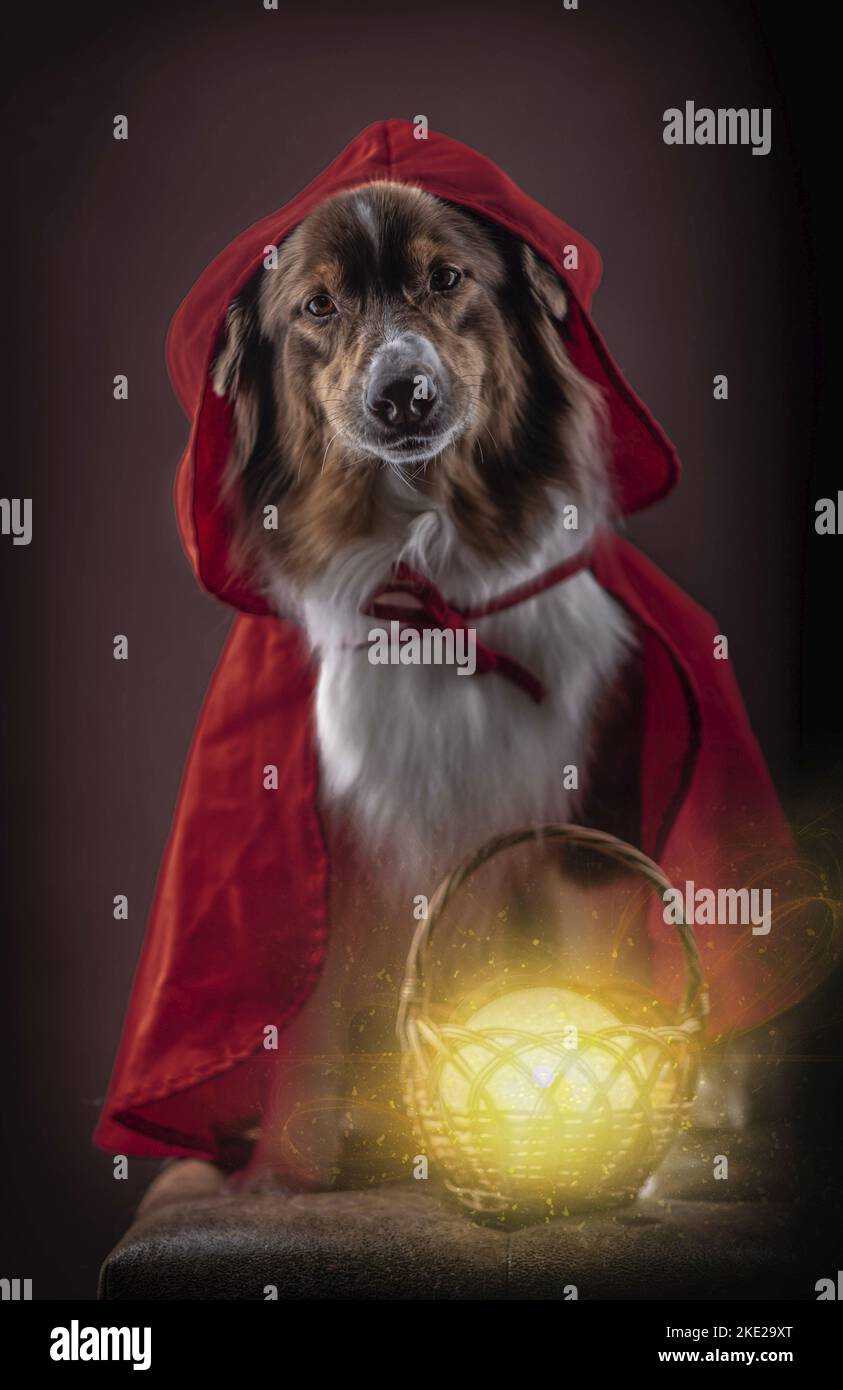 Australian Shepherd with costume Stock Photo - Alamy