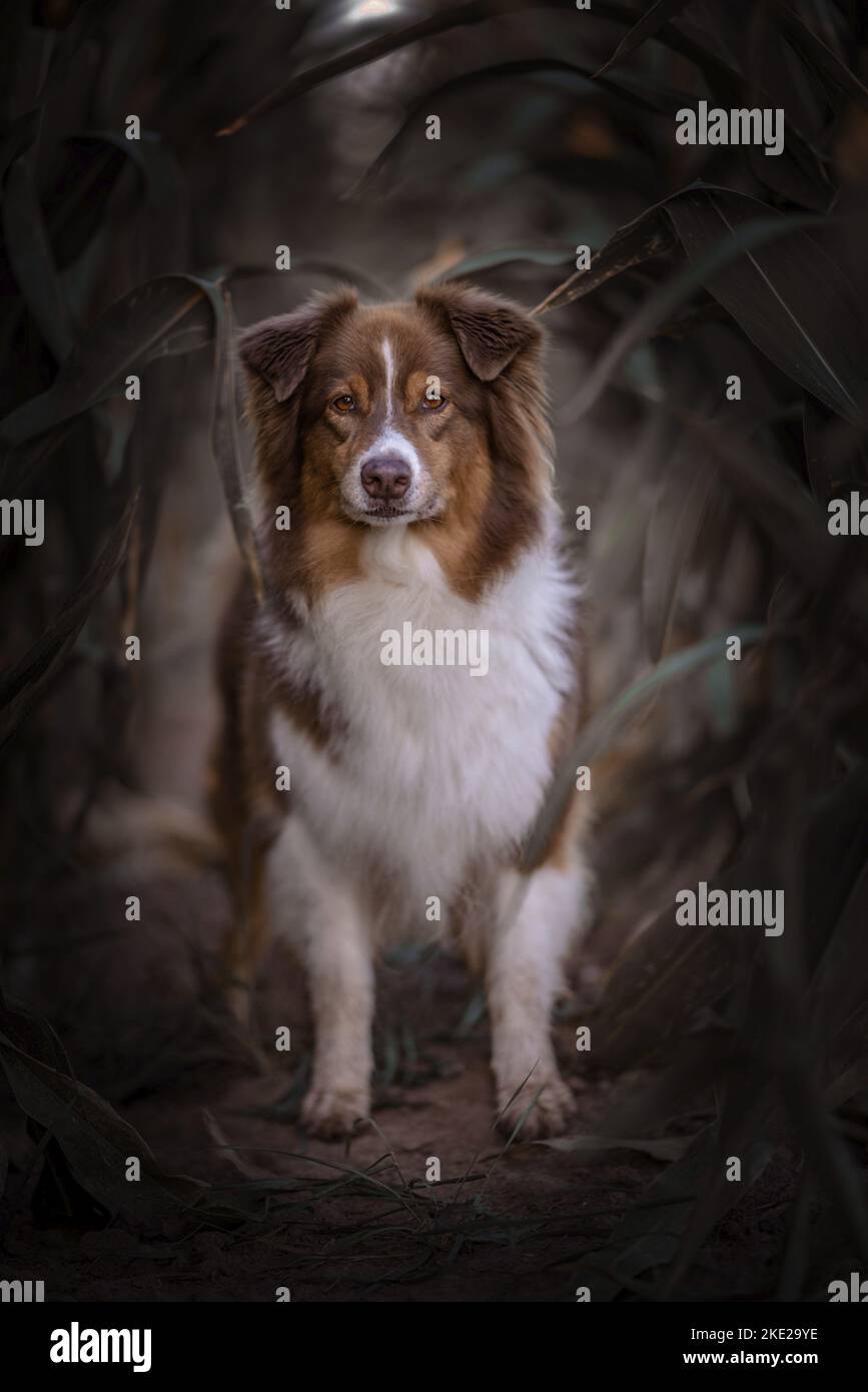 standing Australian Shepherd Stock Photo - Alamy