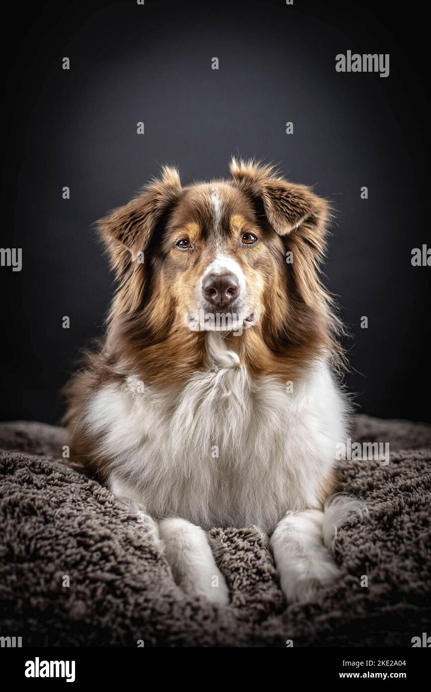 lying Australian Shepherd Stock Photo - Alamy