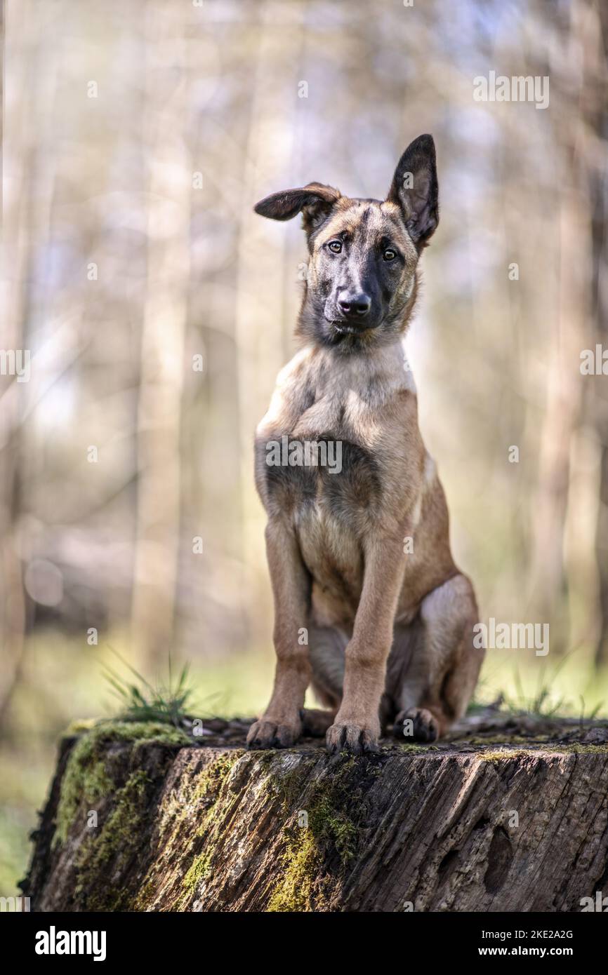 sitting Malinois Puppy Stock Photo - Alamy