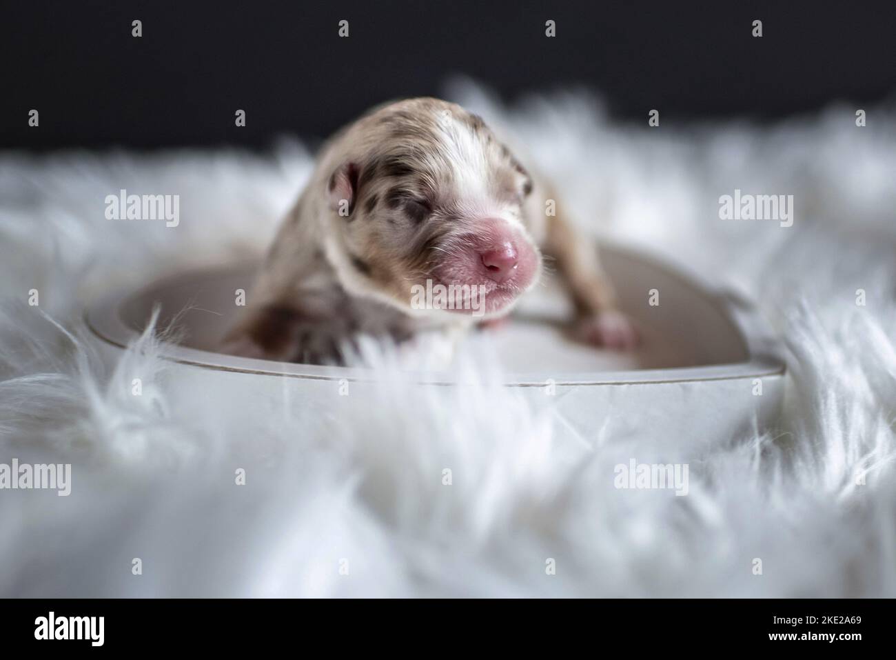 Newborn australian shepherd dogs hi-res stock photography and images ...