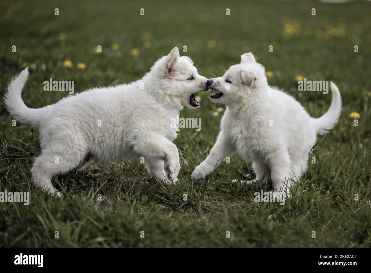 White shepherd puppies Stock Photo - Alamy