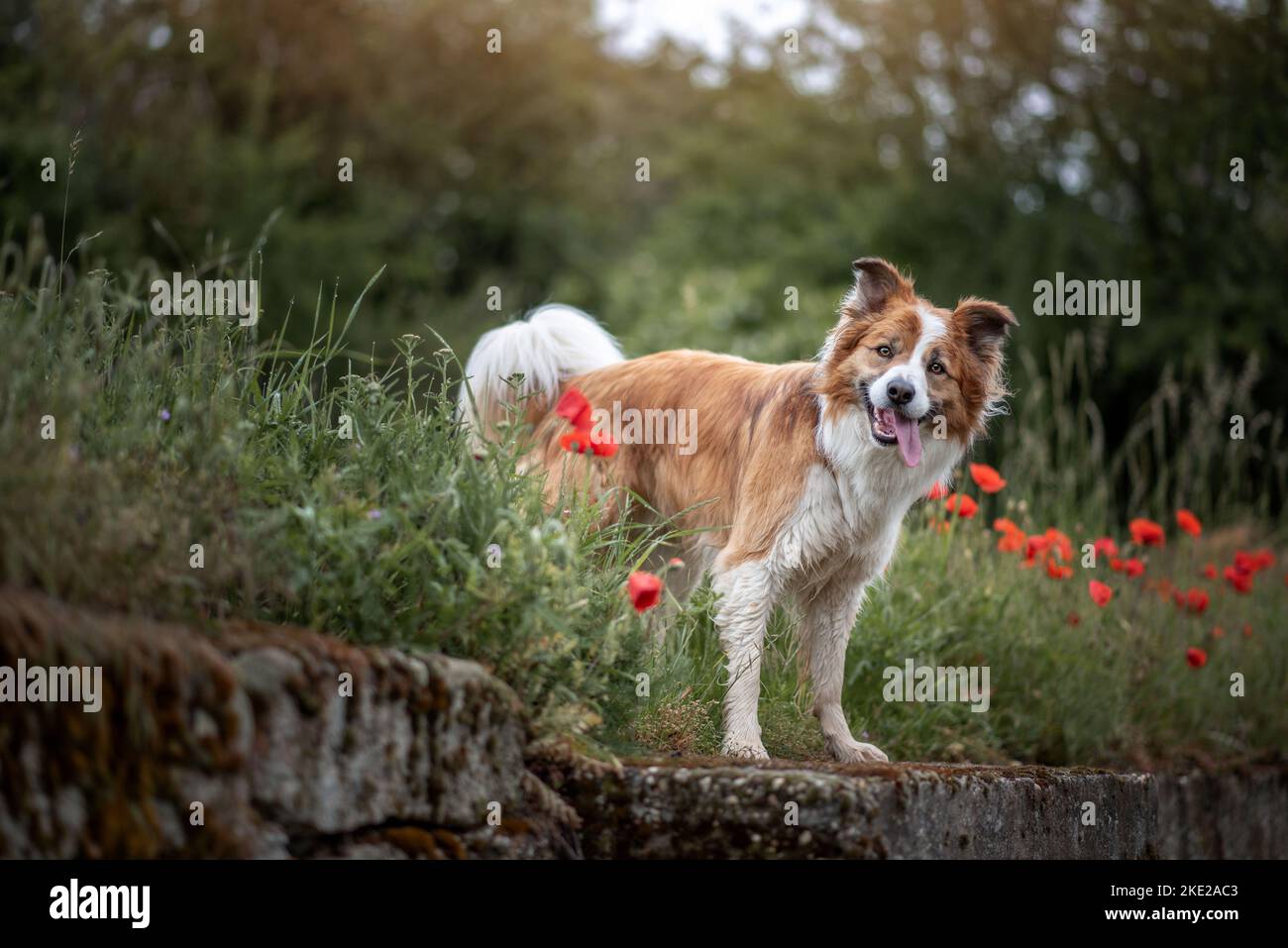 male Border Collie Stock Photo - Alamy