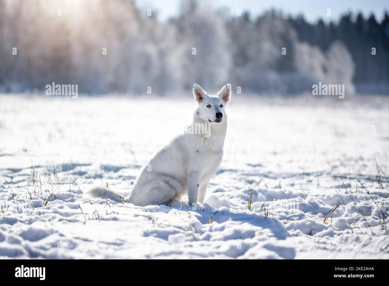 mongrel in the snow Stock Photo - Alamy