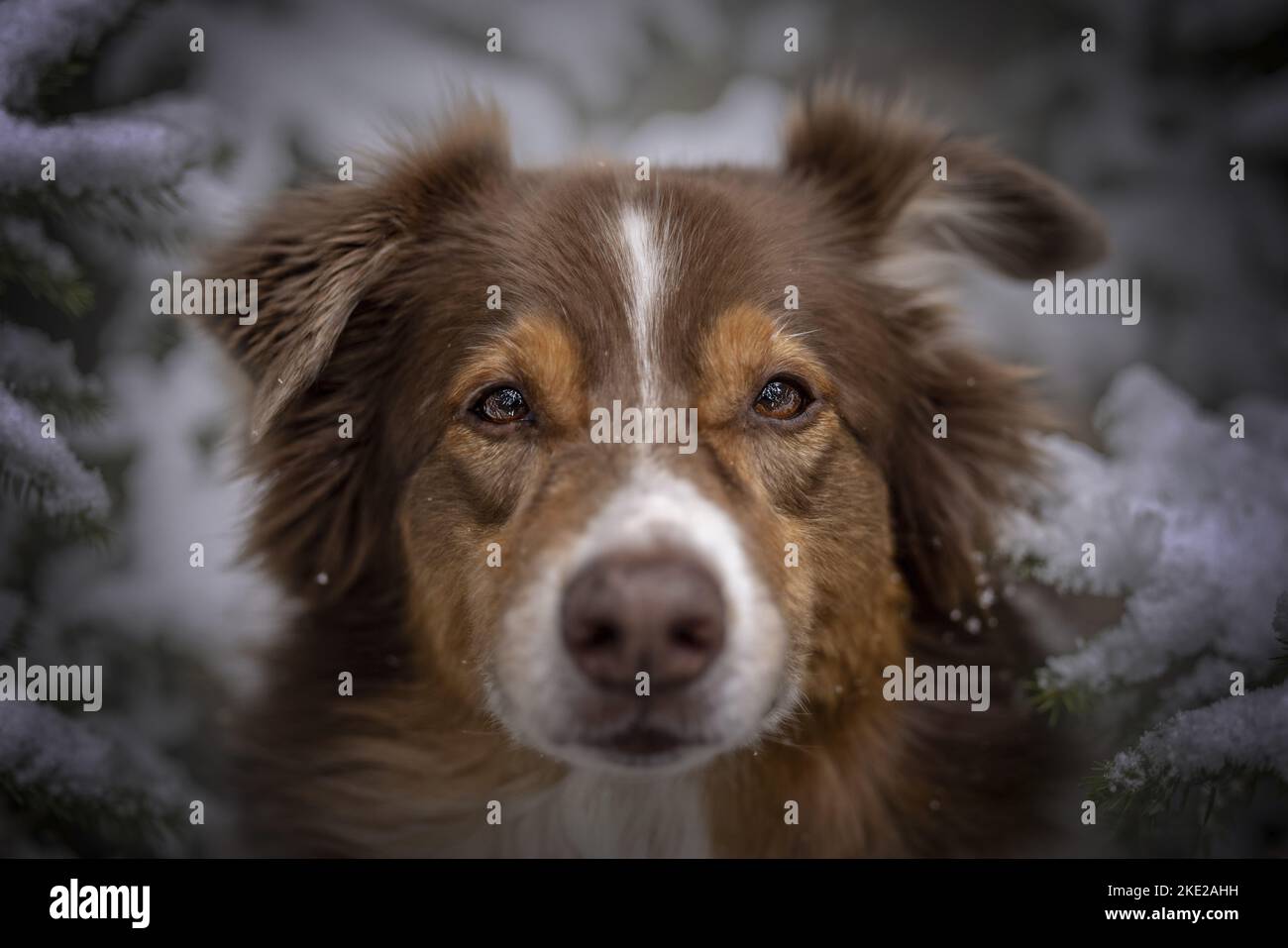 Australian Shepherd in winter Stock Photo - Alamy