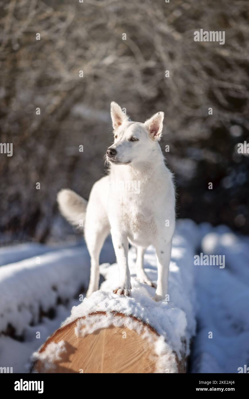mongrel in the snow Stock Photo - Alamy