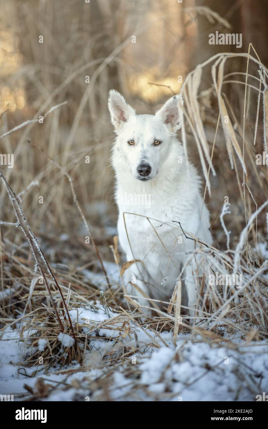 mongrel in the snow Stock Photo - Alamy
