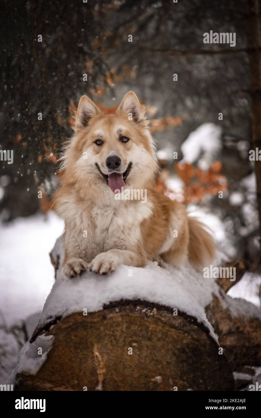 Samoyed-Mongrel in winter Stock Photo - Alamy
